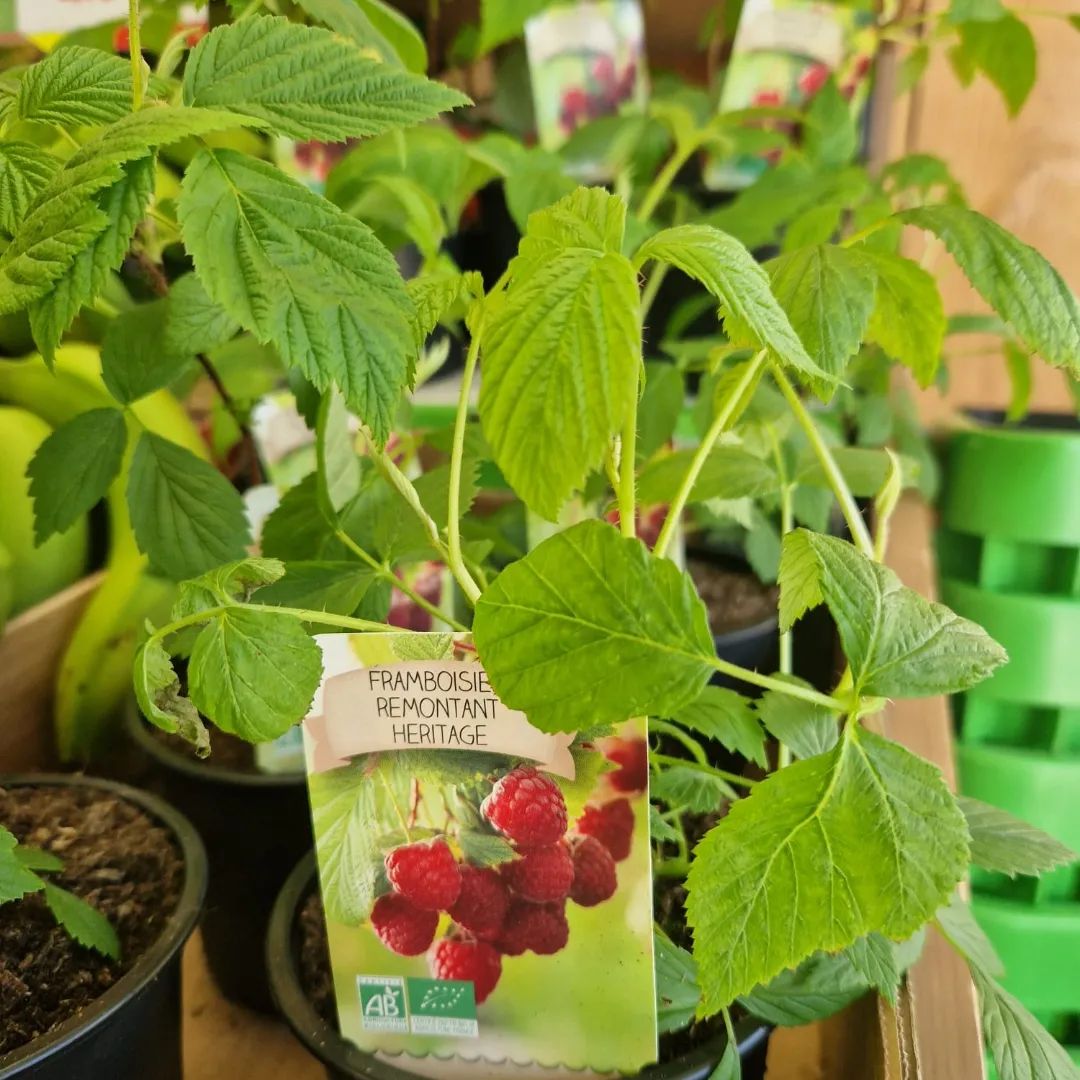 Le temps des plantations - Au Jardin d'Alice
